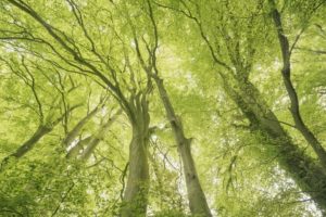 Gardeners List 72 Special Ericaceous Plants That Love Acidic Soil ...