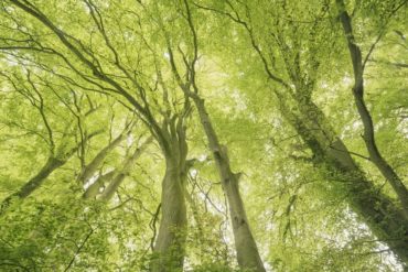 Gardeners List 72 Special Ericaceous Plants That Love Acidic Soil ...