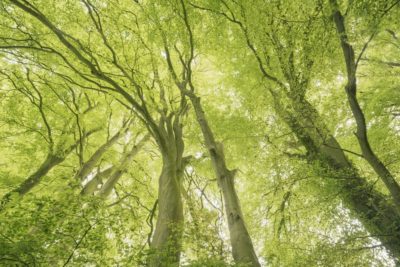 Gardeners List 72 Special Ericaceous Plants That Love Acidic Soil ...