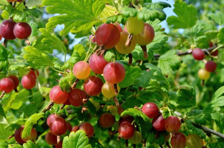Harvesting Gooseberries: How To Know When They're Ripe And Ready To ...