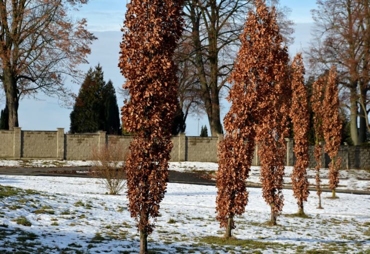 "Don't Be Scared Of Smaller Spaces" - Here's 16 Narrow Trees You Can ...