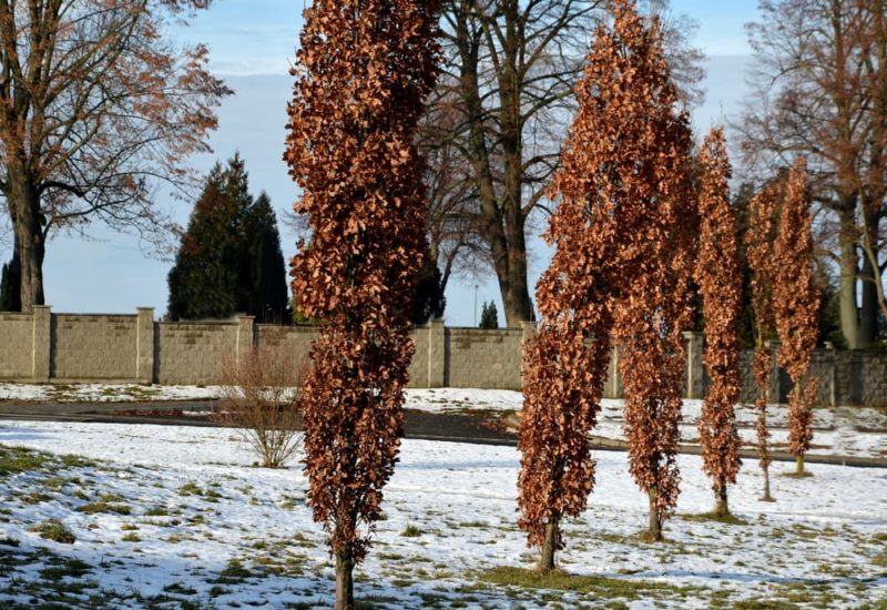 "Don't Be Scared Of Smaller Spaces" - Here's 16 Narrow Trees You Can ...