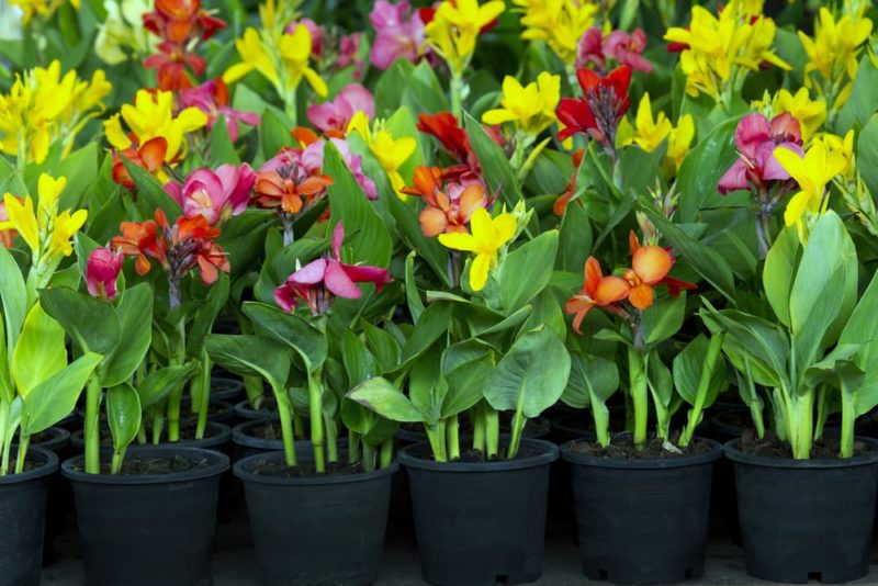 27 Best Plants To Grow In Pots & Containers | Horticulture.co.uk