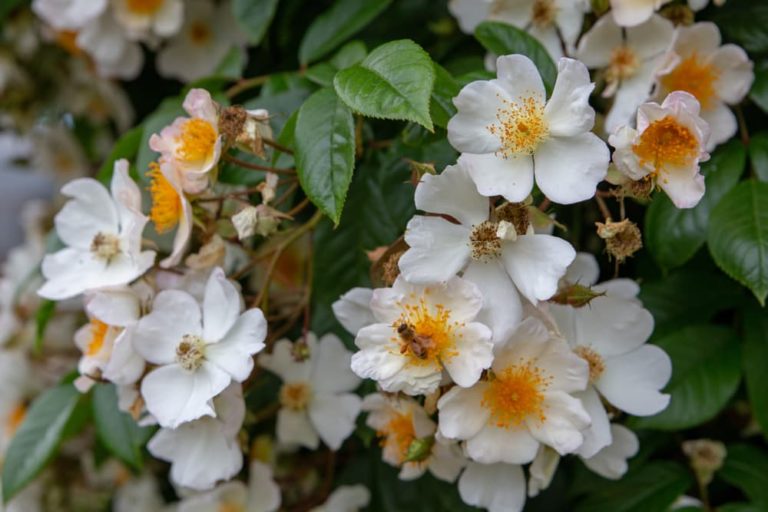 Chris Lee On His 10 Favourite Climber Plants For Shaded Garden Areas ...