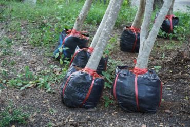 Sometimes A Tree Just Needs To Be Moved - Here's How To Do It With ...