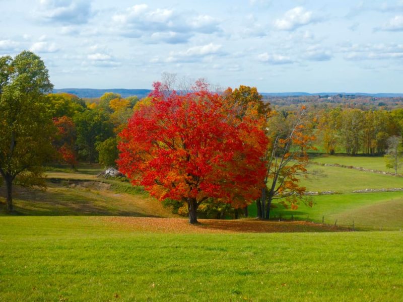 10 Acer Tree & Bush Types For Your Garden | Horticulture.co.uk