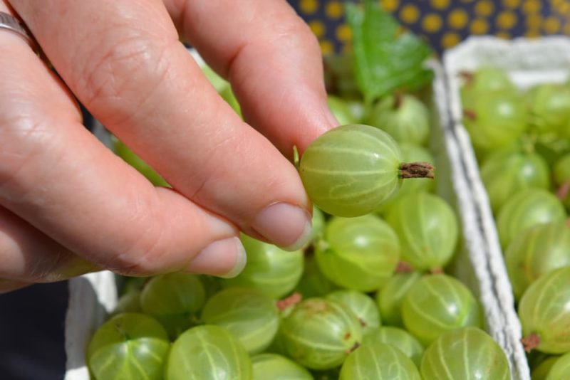 When Are Gooseberries Ready To Pick? | Horticulture.co.uk