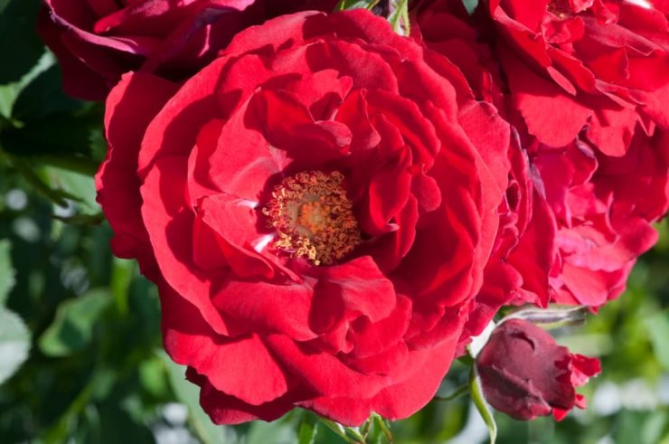 These 22 Red Roses Were Chosen By Garden Designers As Plants You Can't ...