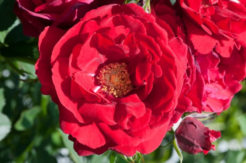 These 22 Red Roses Were Chosen By Garden Designers As Plants You Can't ...