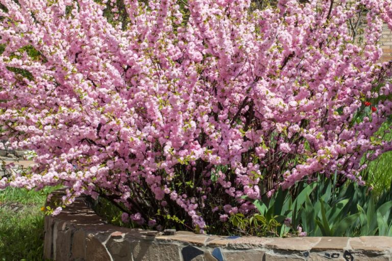 30 Shrubs Perfect For Garden Borders | Horticulture.co.uk