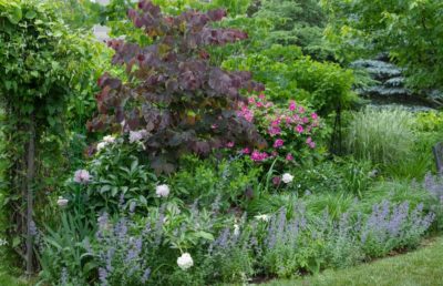 TV Personality Danny Clarke On His Most Loved Trees For Small Gardens ...