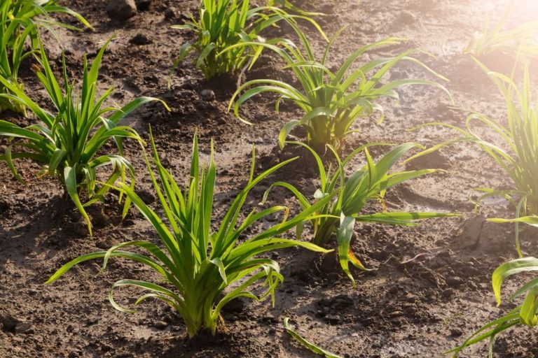 Get Planning And Start A Vegetable Patch In Your Garden With This 12 ...