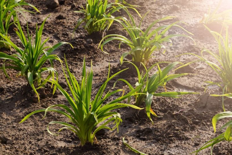 Get Planning And Start A Vegetable Patch In Your Garden With This 12 ...