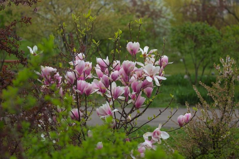 How To Grow Magnolia Trees In Containers | Horticulture.co.uk