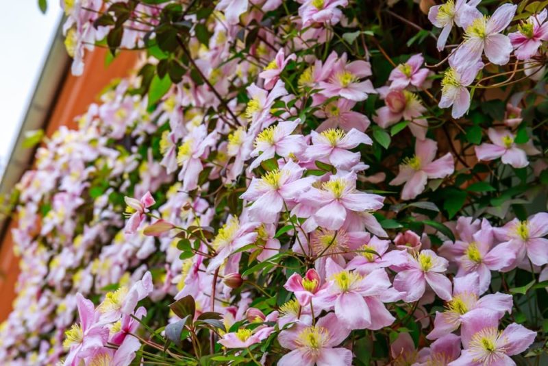 Chris Lee On His 10 Favourite Climber Plants For Shaded Garden Areas ...