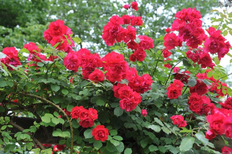 22 Red Rose Varieties For Your Garden | Horticulture.co.uk