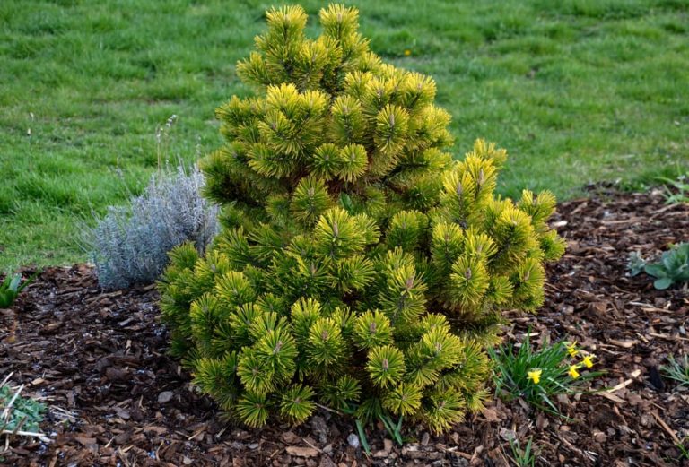 "Don't Be Scared Of Smaller Spaces" - Here's 16 Narrow Trees You Can ...