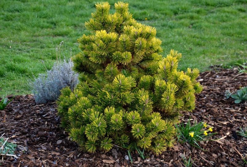 16 Narrow Trees Suited To Small Spaces | Horticulture.co.uk