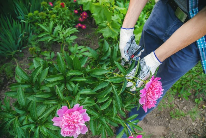 Potted Peonies - 'Provide Plenty Of Space For Their Growth' Says Carol ...