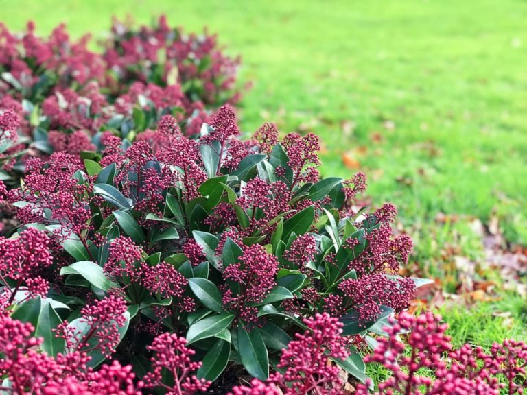 30 Shrubs Perfect For Garden Borders | Horticulture.co.uk