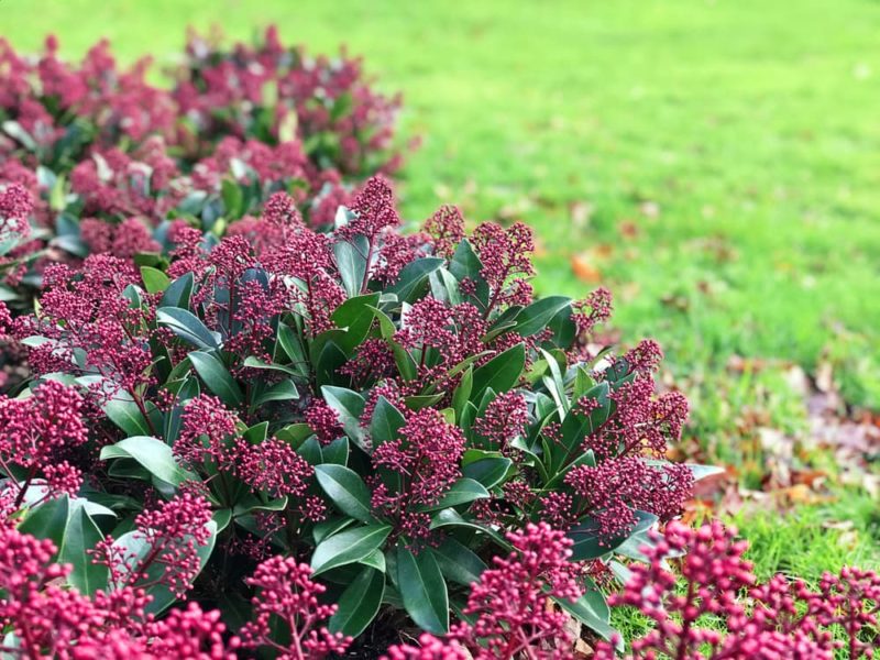 30 Shrubs Perfect For Garden Borders | Horticulture.co.uk