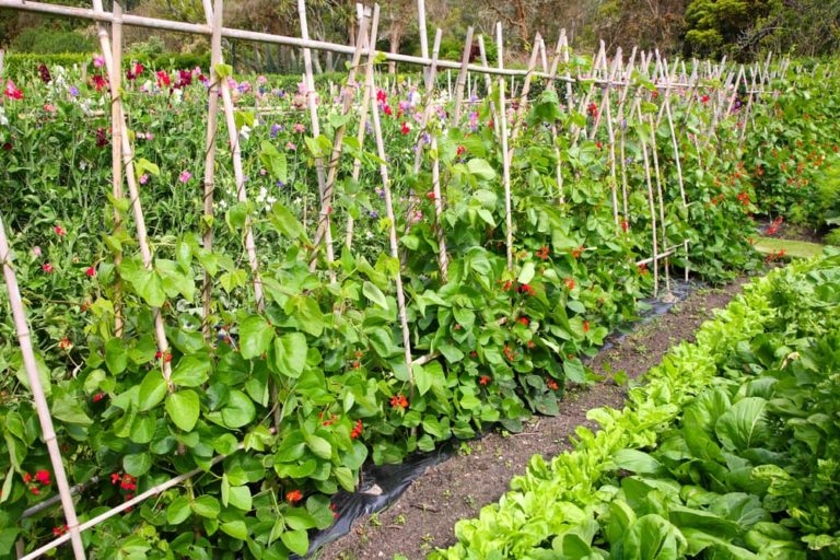 Get Planning And Start A Vegetable Patch In Your Garden With This 12 ...