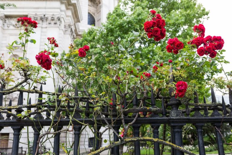 These 22 Red Roses Were Chosen By Garden Designers As Plants You Can't ...