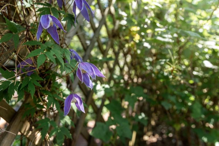Chris Lee On His 10 Favourite Climber Plants For Shaded Garden Areas ...