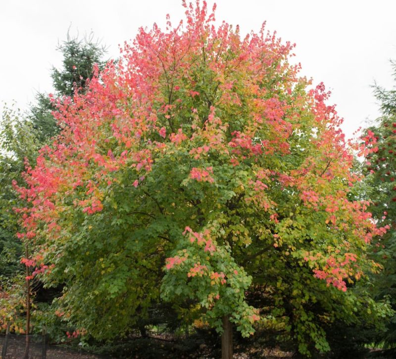 10 Acer Tree & Bush Types For Your Garden | Horticulture.co.uk