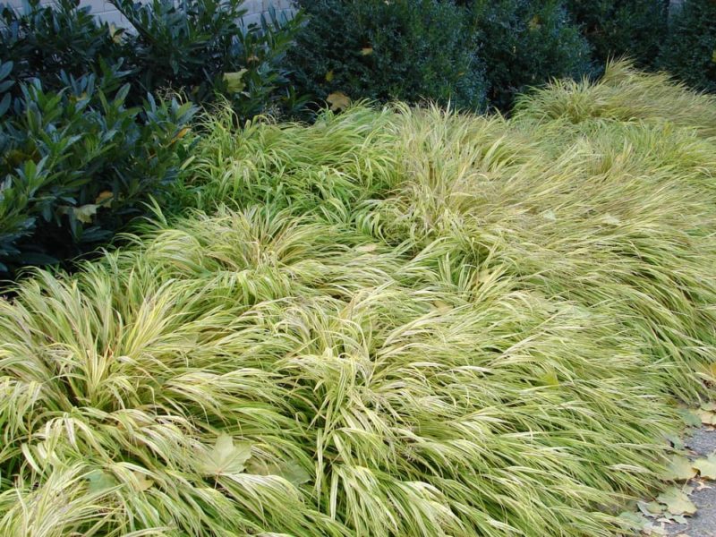12 Short And Low Growing Grasses Chosen By Horticulturists To Match Any ...