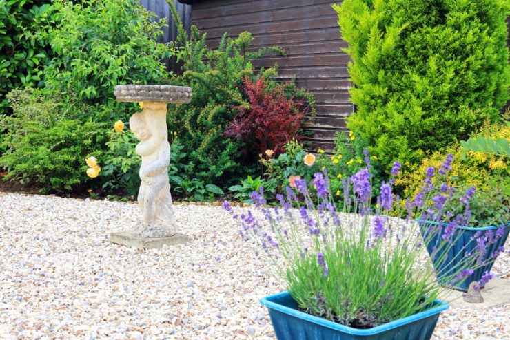 42 Low Maintenance Plants For Care Free Gardens With BBC Countryfile's ...