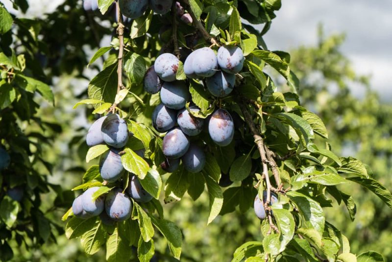 12 Types Of Plums To Grow In The UK | Horticulture.co.uk