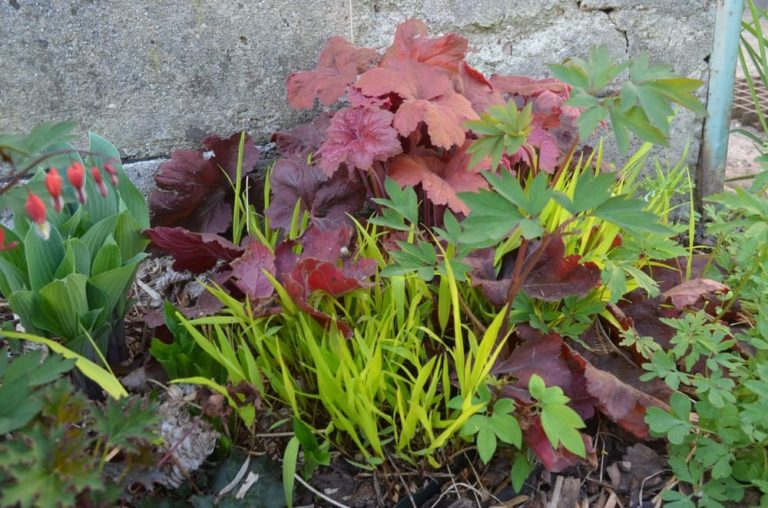 12 Short And Low Growing Grasses Chosen By Horticulturists To Match Any ...