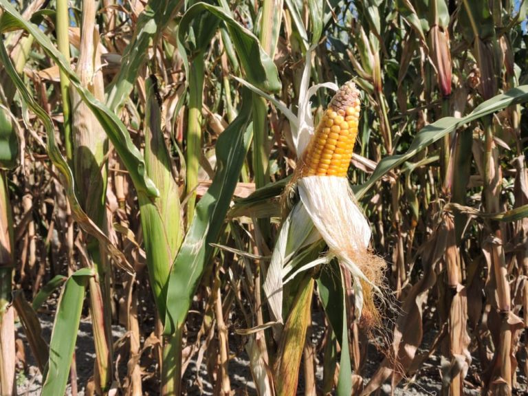 Maize vs Corn: What’s The Difference? Well, They're Actually The Same ...