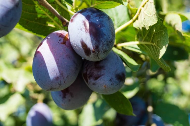 12 Types Of Plums To Grow In The UK | Horticulture.co.uk