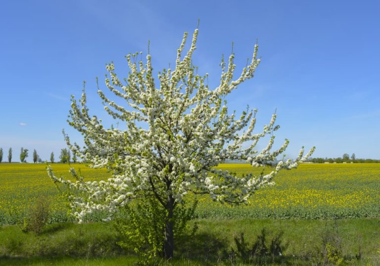 Pruning Requirements For A Plum Tree Are Different To Other Fruits ...