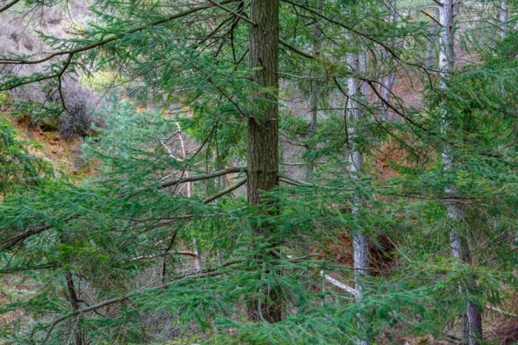 20 Types Of Pine Trees Grown In The UK | Horticulture.co.uk