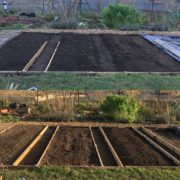 How To Start An Allotment: The Beginners Guide With Secrets From Expert ...