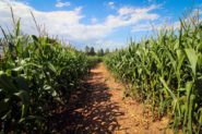 Maize vs Corn: What’s The Difference? Well, They're Actually The Same ...
