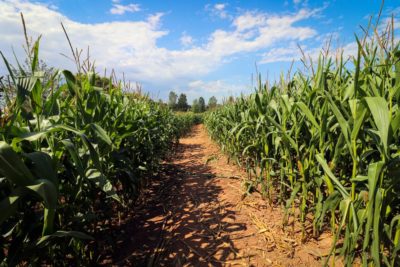 Maize vs Corn: What’s The Difference? Well, They're Actually The Same ...