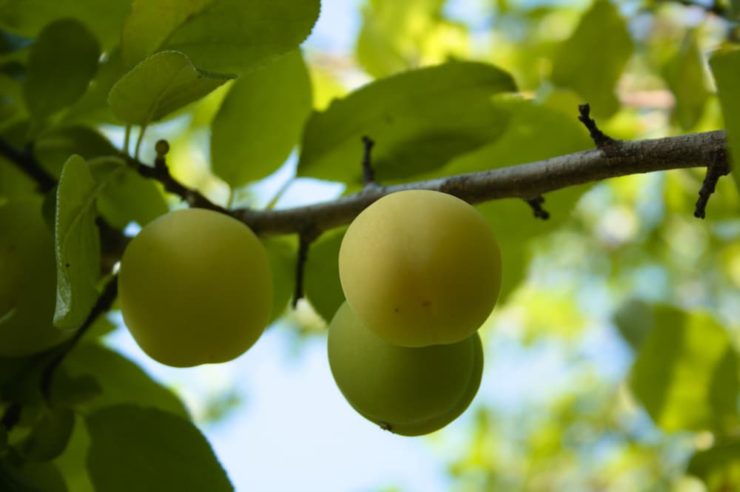 12 Types Of Plums To Grow In The UK | Horticulture.co.uk