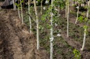 Pruning Requirements For A Plum Tree Are Different To Other Fruits ...