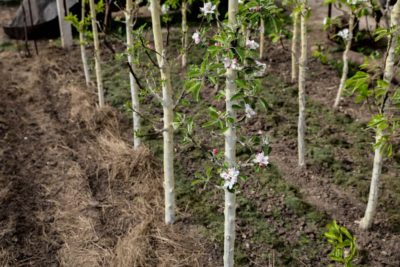 Pruning Requirements For A Plum Tree Are Different To Other Fruits ...