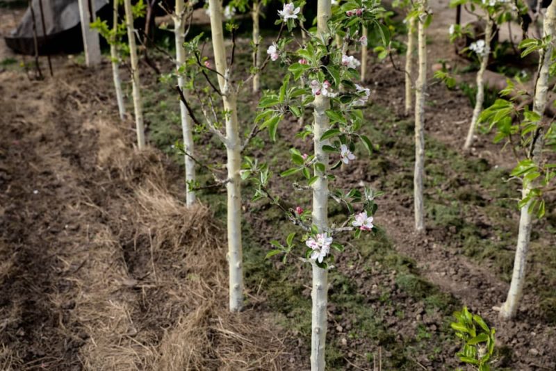 Pruning Requirements For A Plum Tree Are Different To Other Fruits ...
