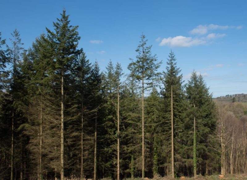 20 Types Of Pine Trees Grown In The UK | Horticulture.co.uk