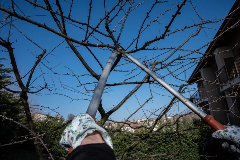 How To Prune A Plum Tree Effectively | Horticulture.co.uk