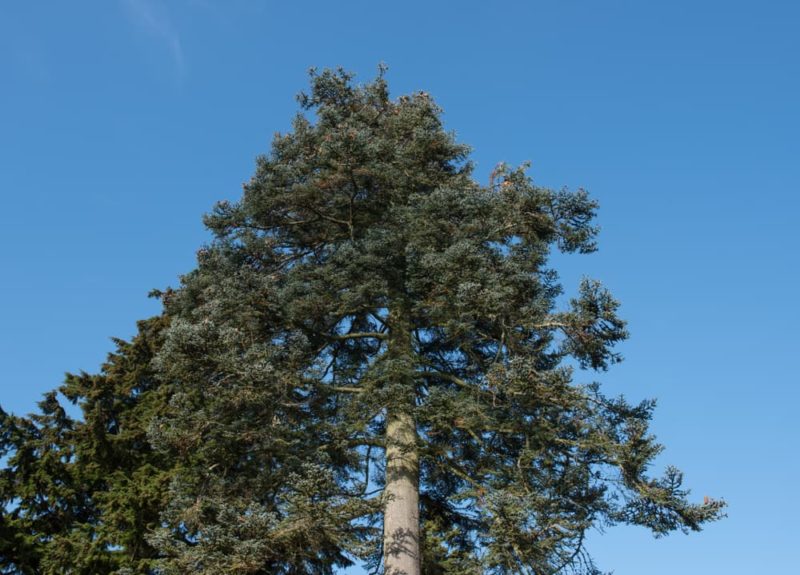20 Types Of Pine Trees Grown In The UK | Horticulture.co.uk