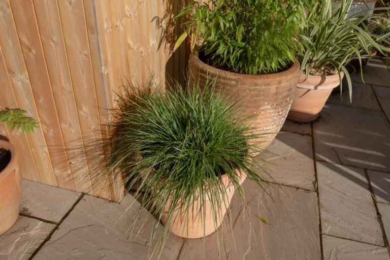 10 Perfect Ornamental Grasses For Containers With Tips From RHS Gold ...