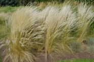 10 Ornamental Grasses For Containers | Horticulture.co.uk