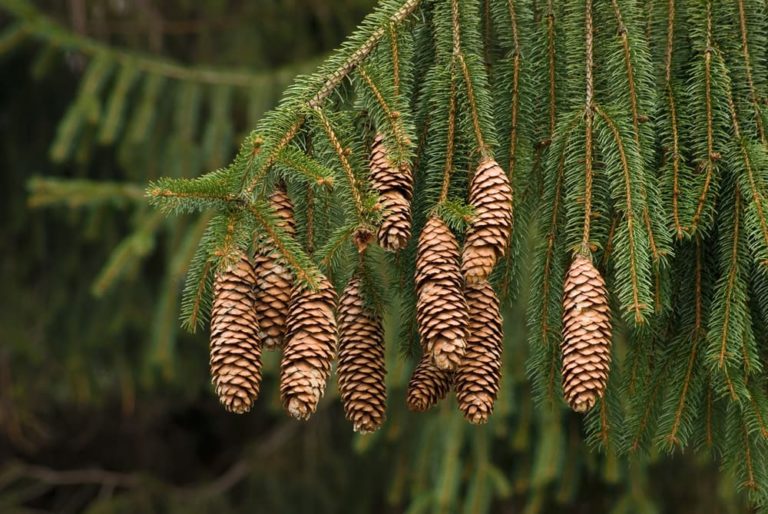 20 Types Of Pine Trees Grown In The UK | Horticulture.co.uk